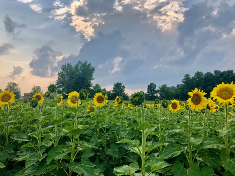 5 Sunflower Fields to visit in Minnesota: 2023 Edition - Minnesota Parent
