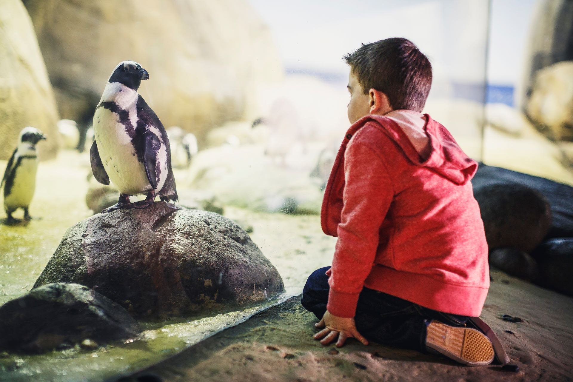 Minnesota Zoo: What to Know Before You Go Family Guide