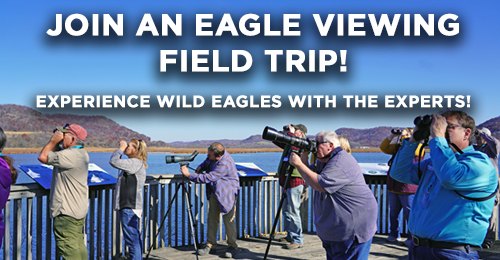 Eagle Viewing Field Trip- Tundra Swans - Minnesota Parent
