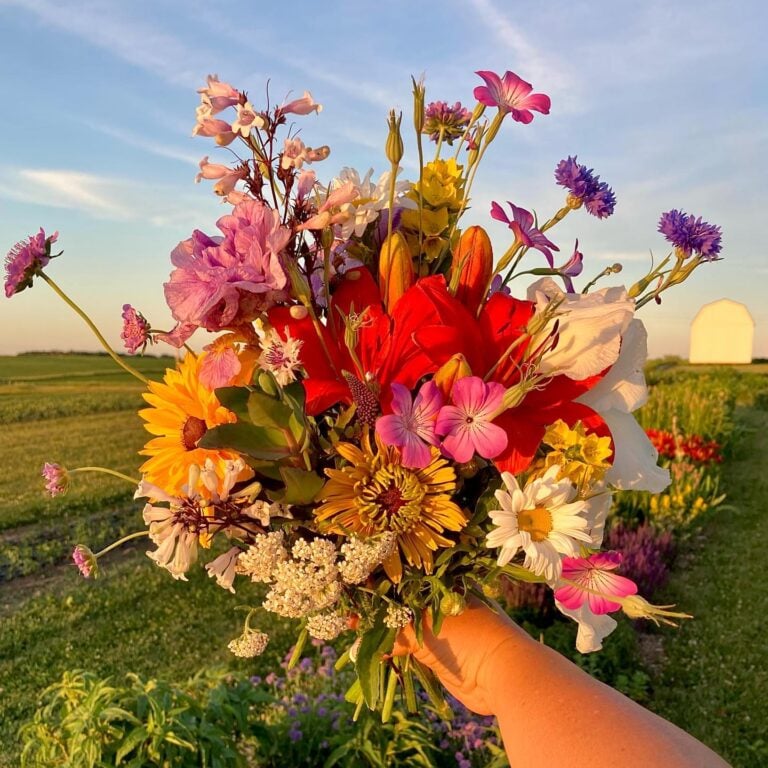 Magical U-Pick Flower Farms Near the Twin Cities