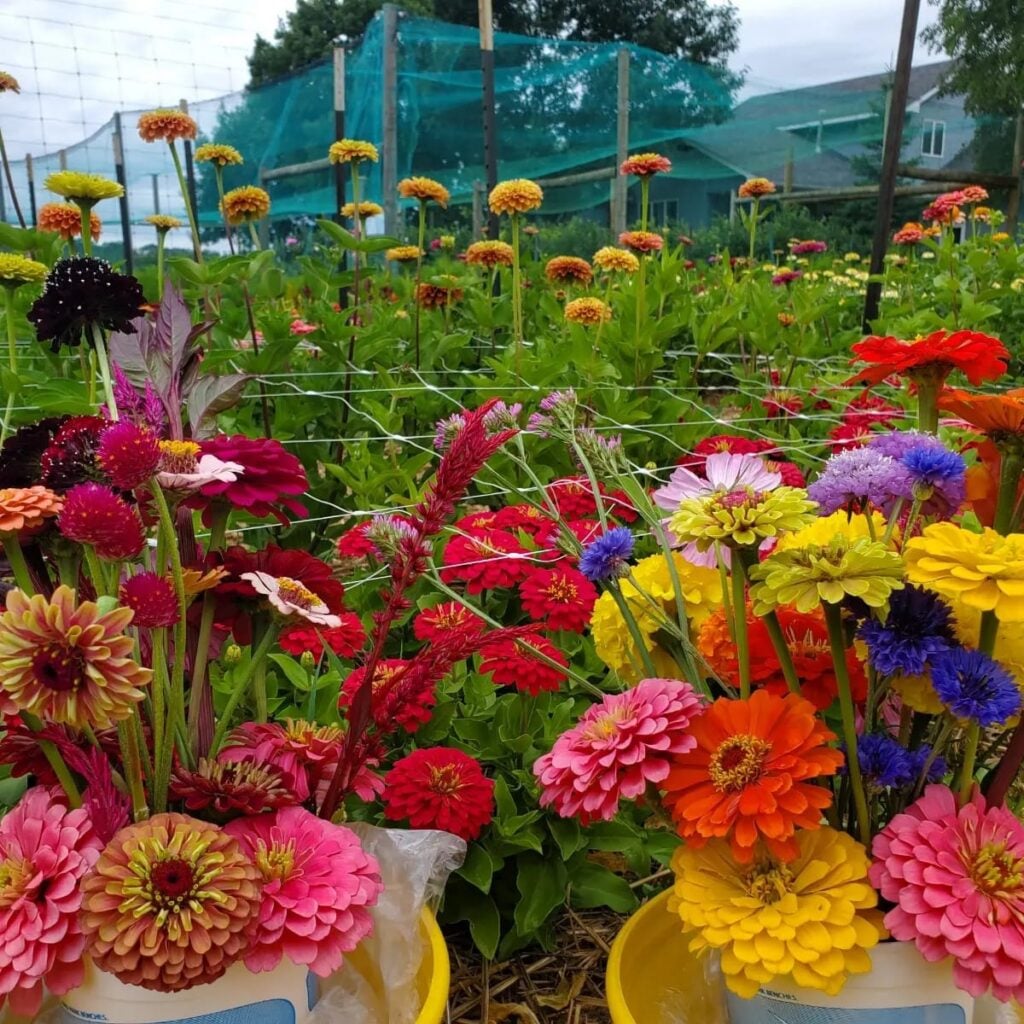 Magical U-Pick Flower Farms Near the Twin Cities
