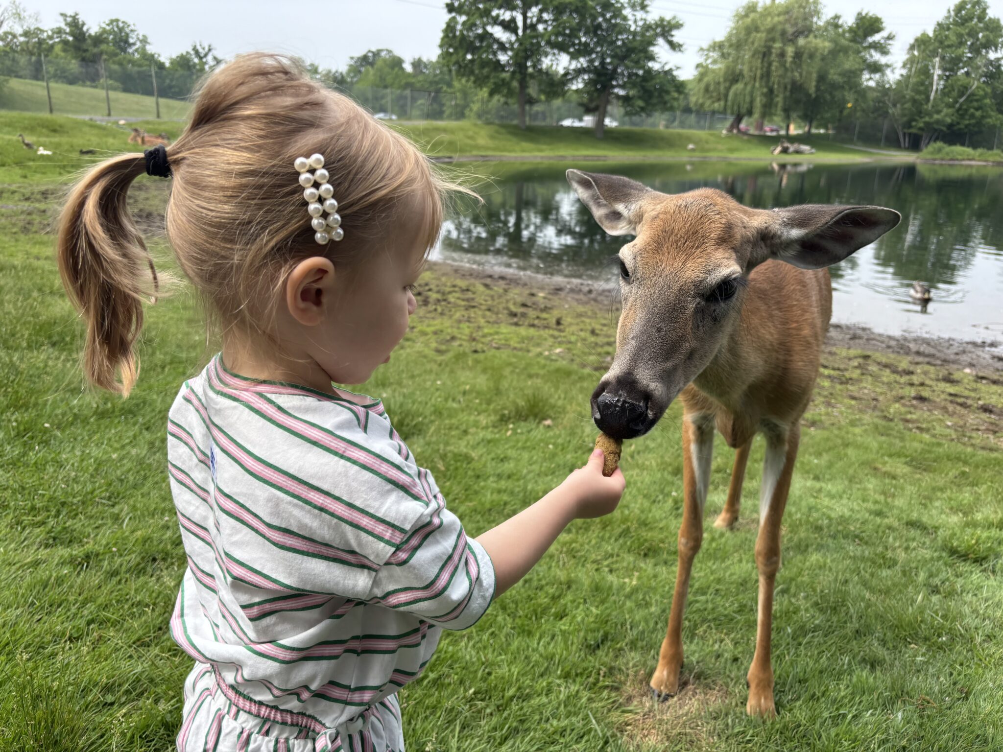Fawn Doe Rosa Is the Cutest Animal Adventure – Don’t Miss It