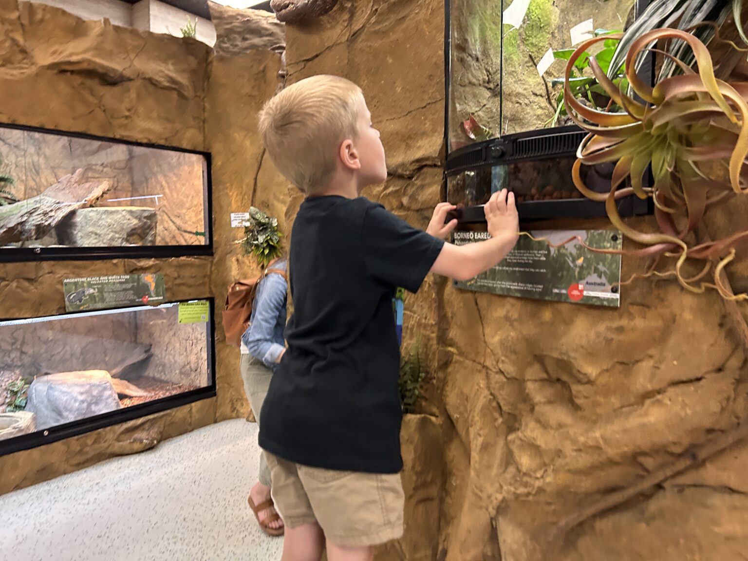 Let's go to Snake Discovery: A Reptile Experience