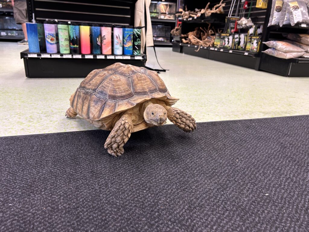Let's go to Snake Discovery: A Reptile Experience