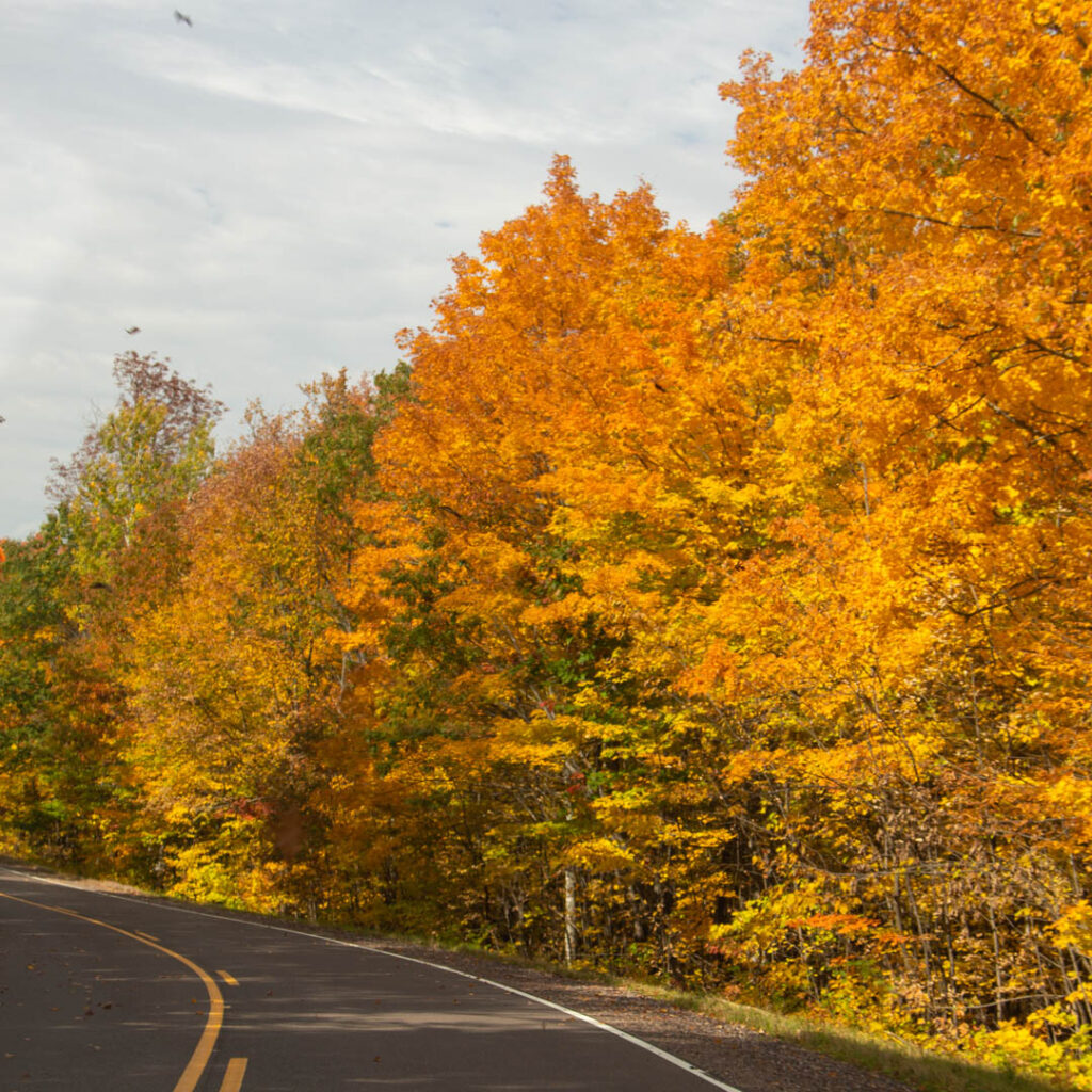 Experience the Colors of Fall on a Hayward Color Tour - Minnesota Parent