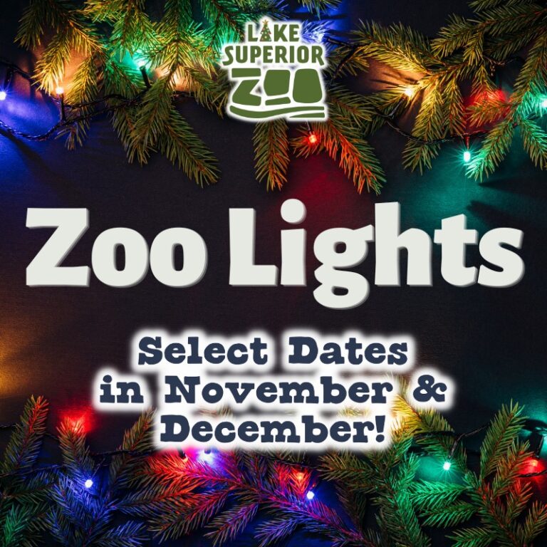 Duluth Shines in December: Top Family Holiday Adventures